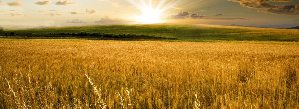 Church of the harvest SC - It's Harvest Time